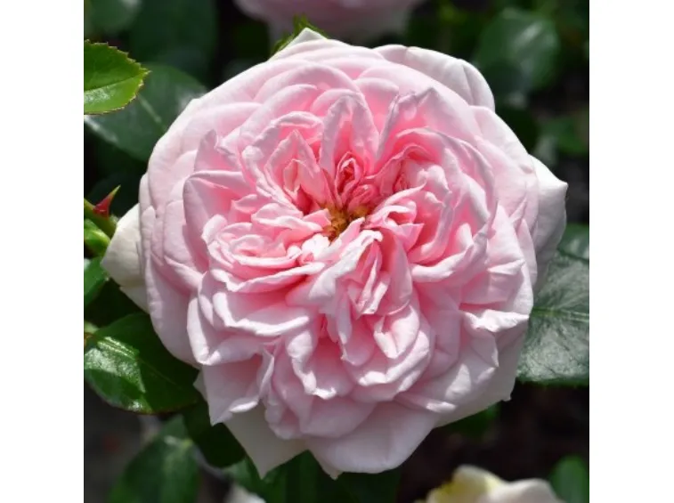 Awakening Probuzenì