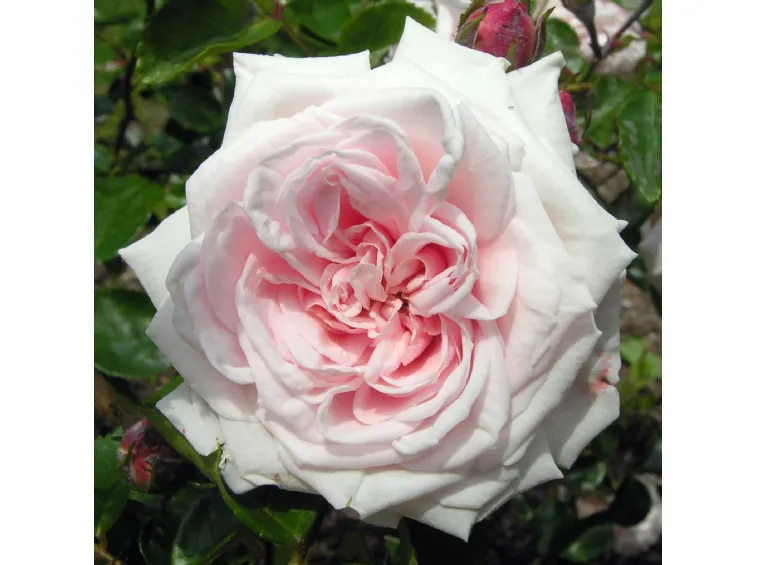 Awakening Probuzenì