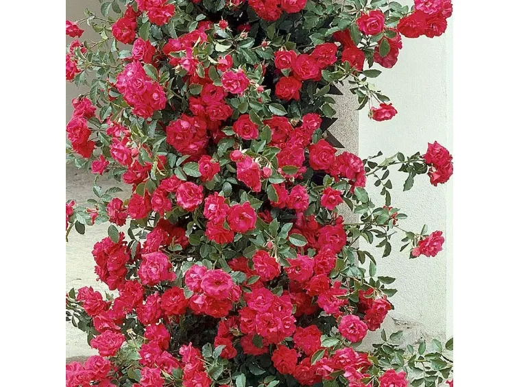 Danse du Feu - Spectacular