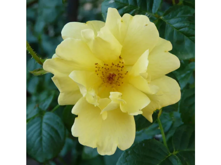 Gardeners Glory®