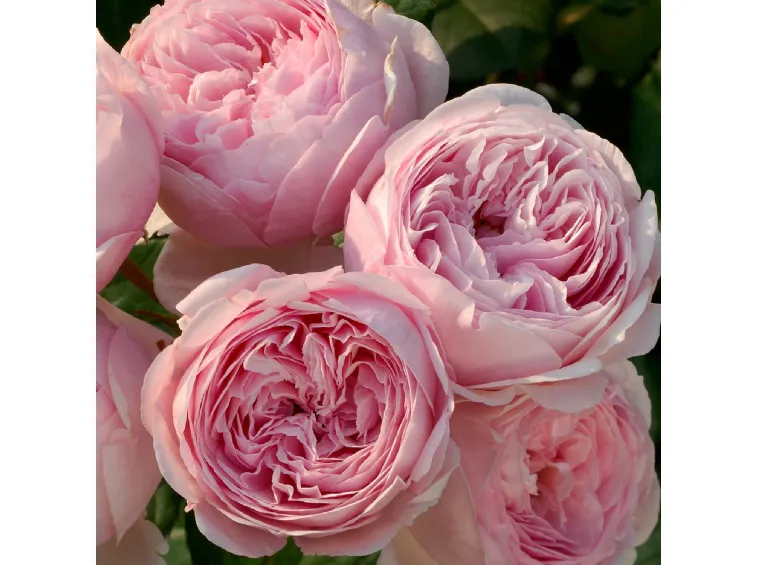 Geoff Hamilton ® Ausham