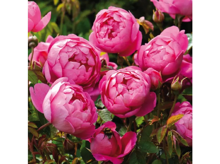 Royal Jubilee® Auspaddle