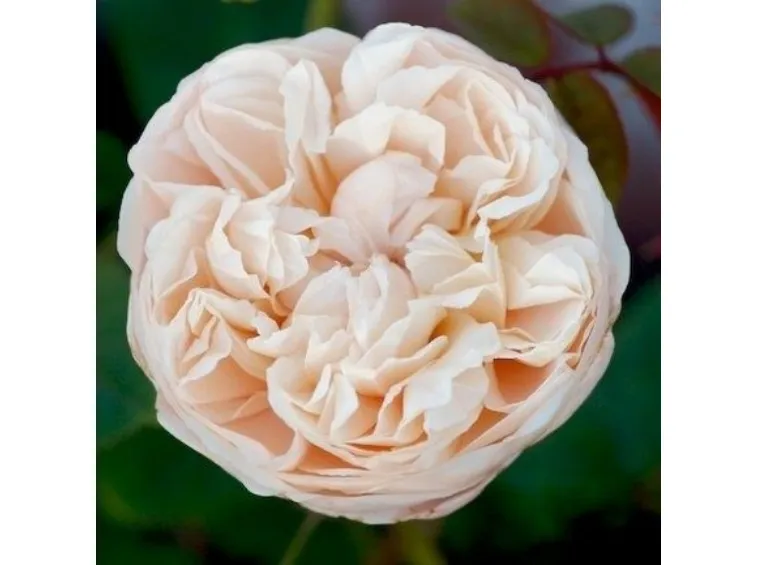 St. Cecilia® - Ausmit