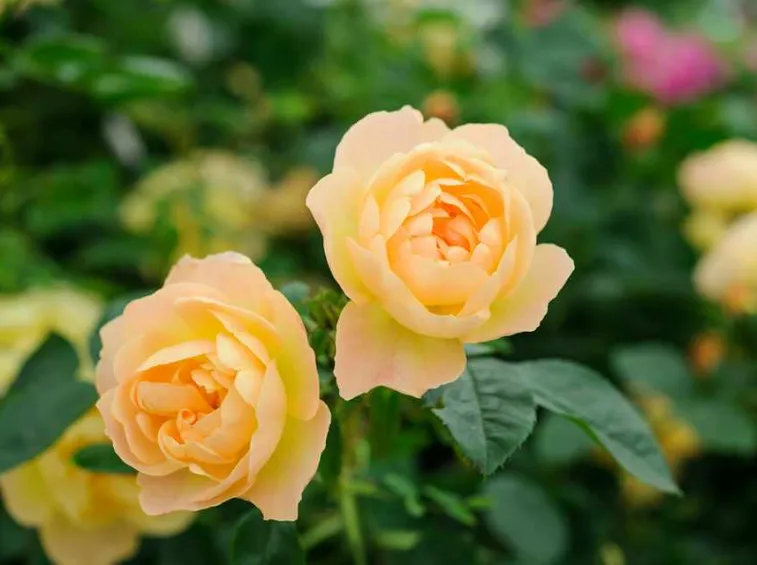 The Lark Ascending ® - AUSursula