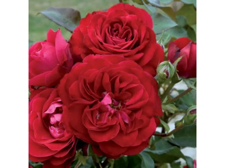 Mona Lisa ® - Meilyxir