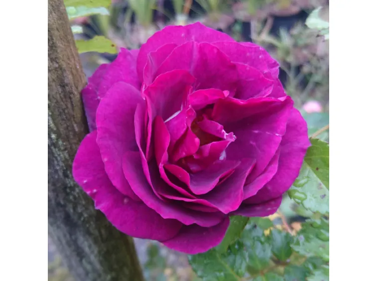 Purple Breeze ® - NIRprain