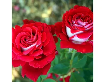 Hybrid Tea roses