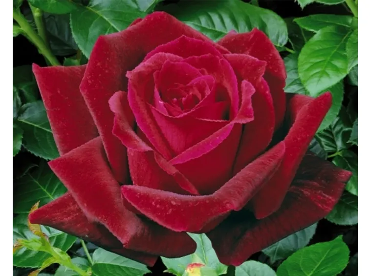 Papa Meilland ® - Meicesar