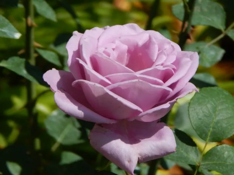 Sissi ® -Blue Moon ® - Mainzer Fastnach