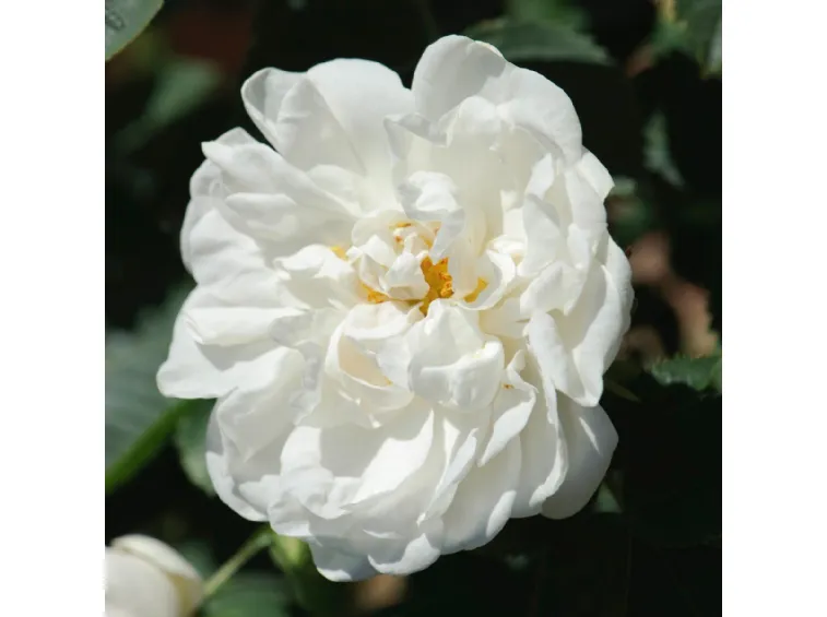 Alba Maxima - Jacobite rose