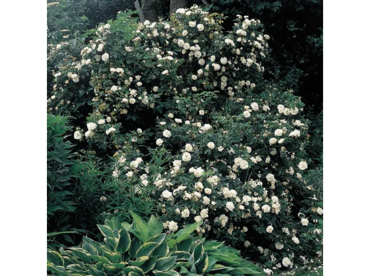 Alba Maxima - Jacobite rose