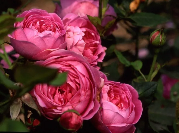 La Reine Victoria