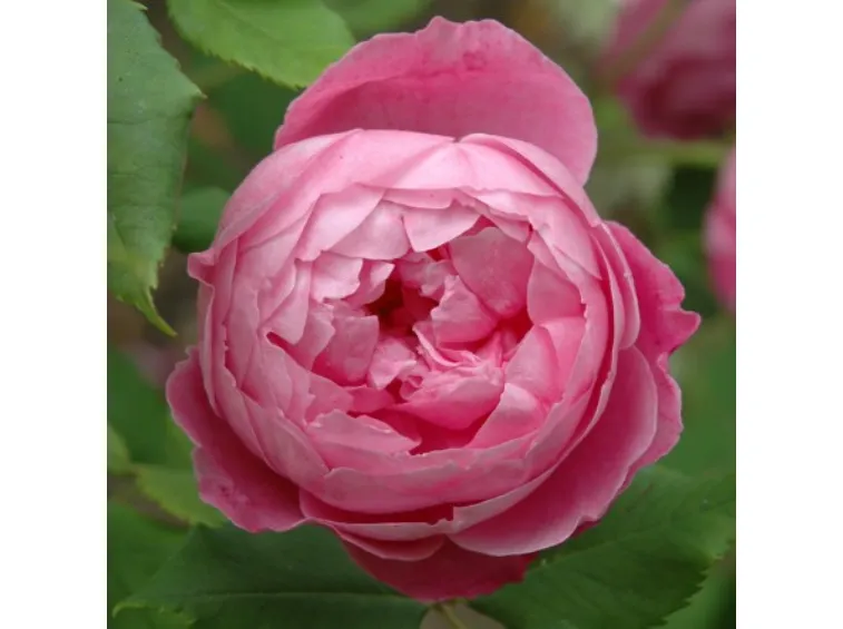 La Reine Victoria