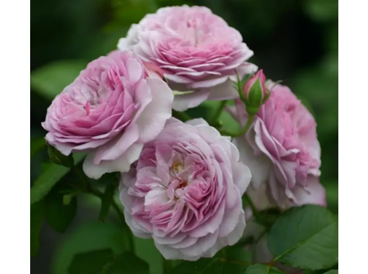 Florence Delattre ® - MASflodel