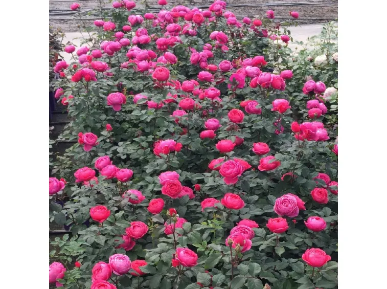 Gartenprinzessin Marie Jose®