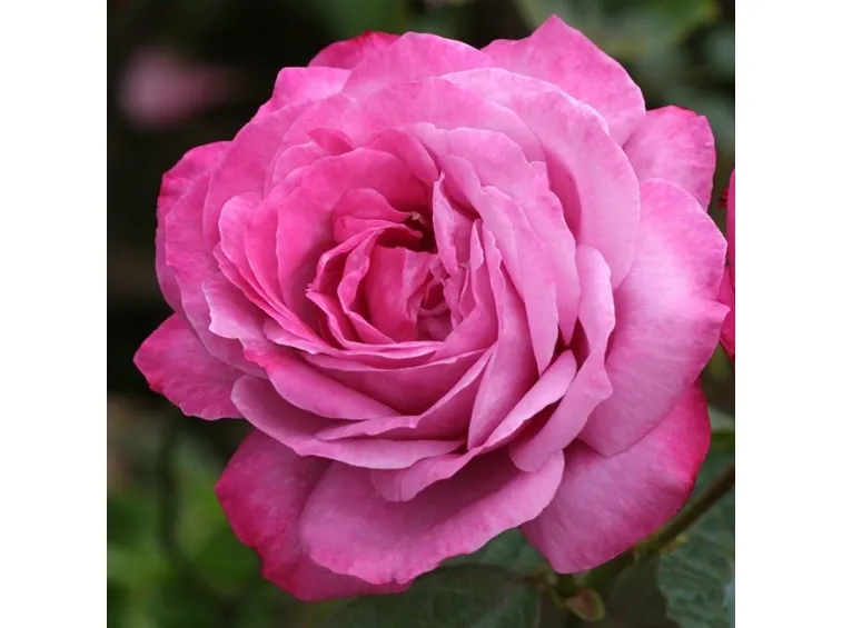 Heirloom® JACbloom