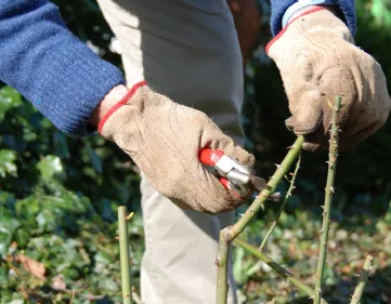 Rose pruning
