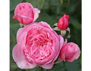 Climbing roses