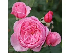 Bienvenue Delrochipar