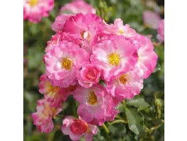 Bienvenue Delrochipar