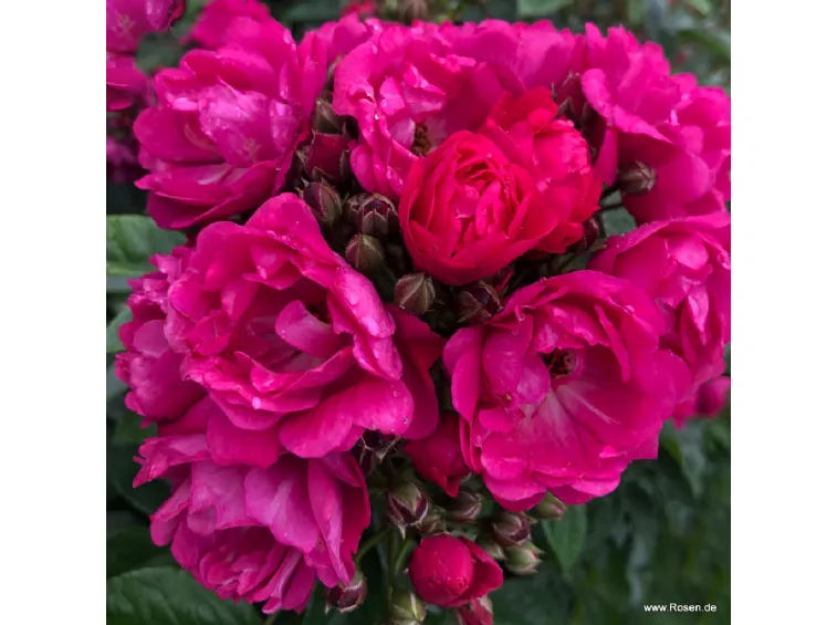 Perfumy Siluetta®