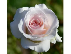 Hans Gönewein Rose