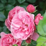 How to reproduce roses