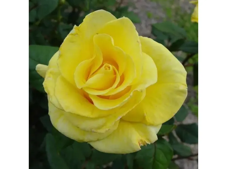 Mabella® - New Day® - KORgold