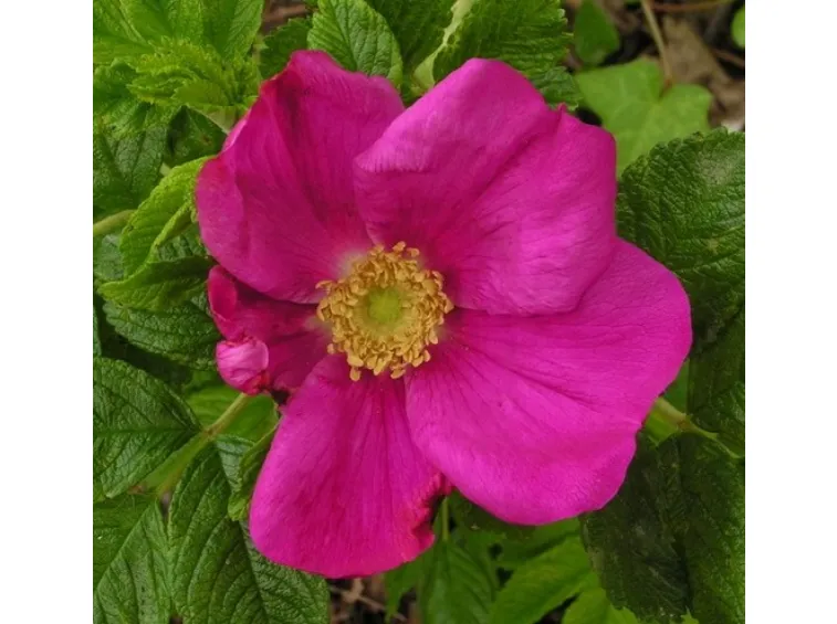Scabrosa - rugosa Superba - rugosa “Rubra Scabrosa”