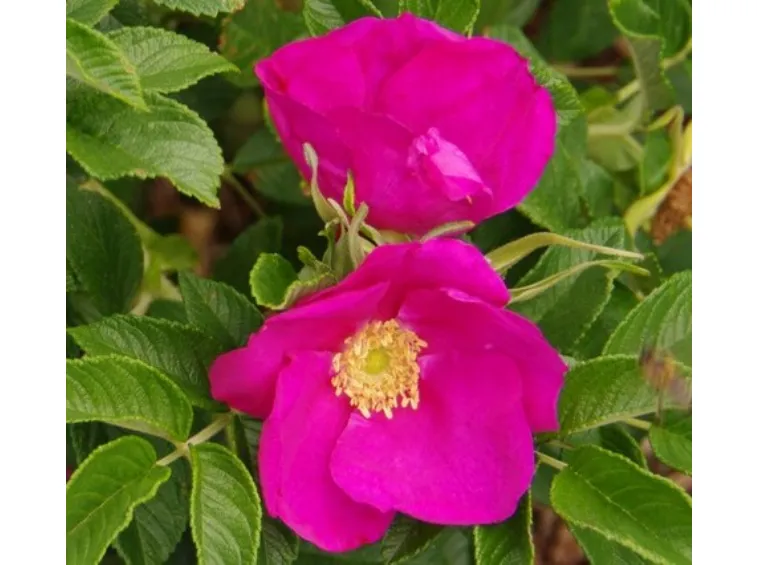 Scabrosa - rugosa Superba - rugosa “Rubra Scabrosa”